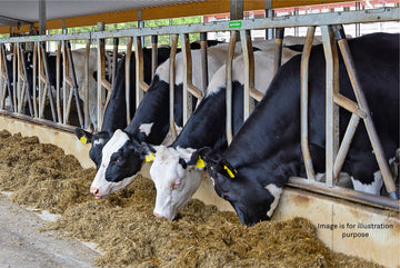 Case Peltokorte – Optimizing Cattle Feeding with GS Flow Analyzer ...