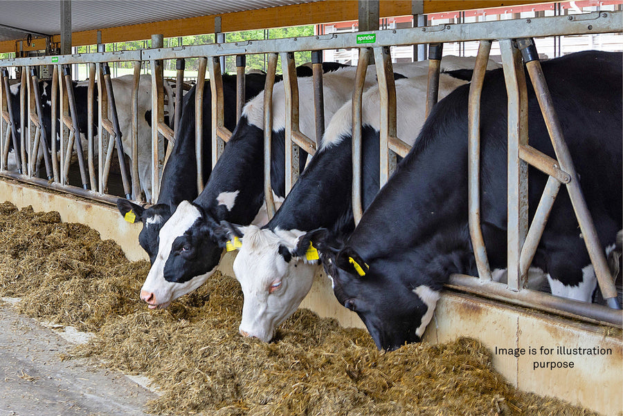 Case Peltokorte – Optimizing Cattle Feeding with GS Flow Analyzer ...